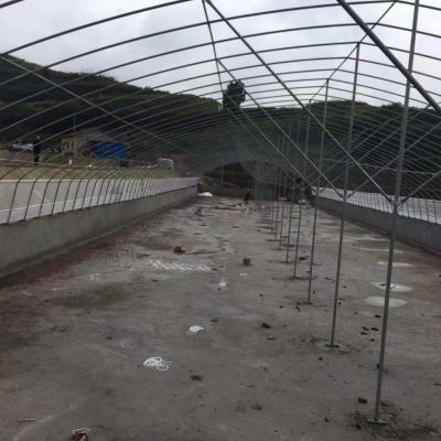 China Double Arch Polyethylene Film Greenhouse Agriculture Multi Span Greenhouses for sale