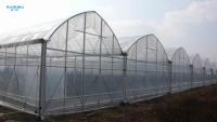 China Prefabricated Tunnel Plastic Film Multispan Greenhouse Plastic Film Greenhouse for sale