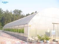 China Agricultural Vegetable Tunnel Single Span Greenhouse Plastic Film 150 Micron for sale