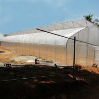 China Vegetable Tunnel Plastic Film Greenhouse Single Span Hot Dip Galvanized for sale