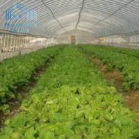 China Polyethylene Vegetable Tunnel Film Greenhouse Galvanized Single Span for sale