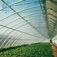 China Polyethylene Vegetable Tunnel Film Greenhouse Galvanized Single Span for sale