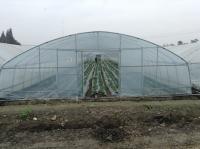 China Single Layer Polyethylene Film Greenhouse Steel Structure Anti Rust for sale