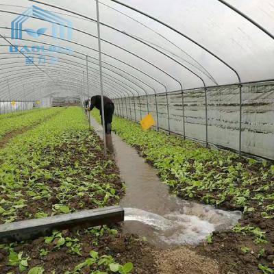 China Dragon Fruit Cucumber  80 / 150 Micron Plastic Film Single Span Tunnel Plastic Greenhouse for sale