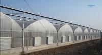 China Vegetable Multiple Tunnel Plastic Film Sheet Covering Multi Span Greenhouse for sale