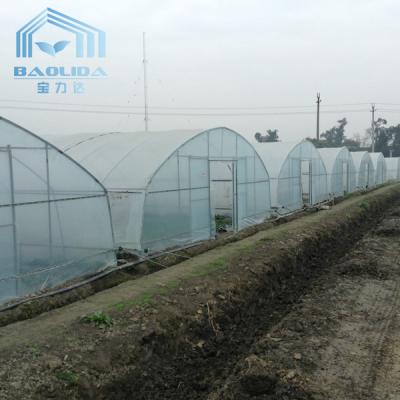 China Plastic Tunnel Single Span Greenhouse Agricultural For Strawberry for sale