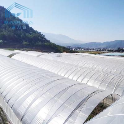 China Gotica Personalizzata 150 Micron Pe Film Strawberry Growing Greenhouse Gothic for sale