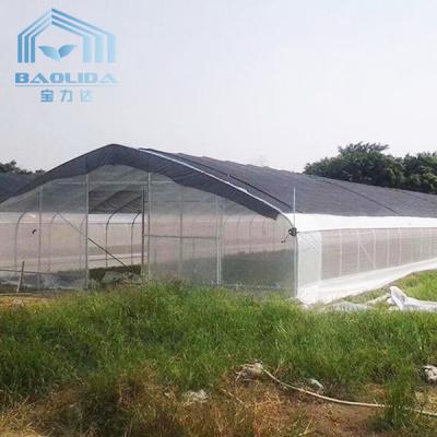 China Invernadero Gothic Arch Single Span Greenhouse Galvanized 48mm Pipe Width 26ft for sale