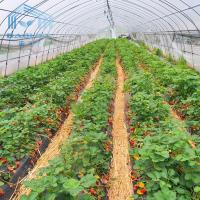 China Plastic Tunnel Strawberries Agricultural Farm Tunnel Plastic Greenhouse With Ventilation System for sale