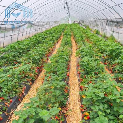 China Plastic Tunnel Strawberries Agricultural Farm Tunnel Plastic Greenhouse With Ventilation System for sale
