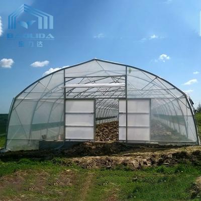 China Agricultural Plastic Tunnel Greenhouse Hoop Greenhouse For Growing Vegetable for sale