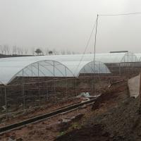 China Plastic Film Greenhouse Multi Span Rain Shelter Greenhouse For Plum Growing for sale