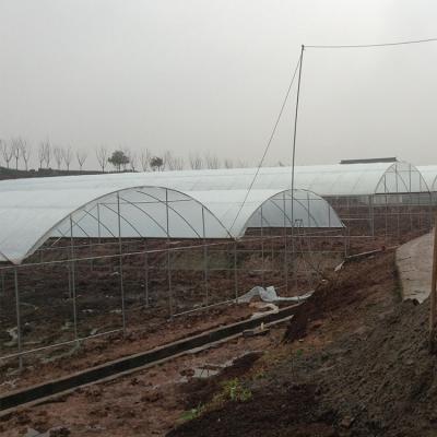 China Plastic Film Greenhouse Multi Span Rain Shelter Greenhouse For Plum Growing for sale