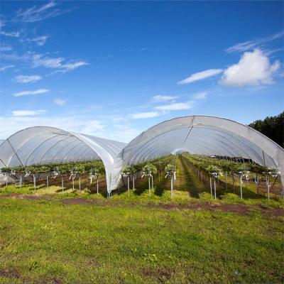 China Strawberry High Tunnel Greenhouse Hydroponic Rain Shelter Greenhouse for sale