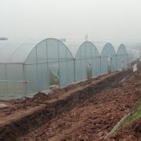China Multi Span Arch Plastic Film Greenhouse Tomato Strawberry Agricultural for sale