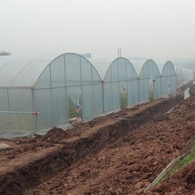 China Multi Span Arch Plastic Film Greenhouse Tomato Strawberry Agricultural for sale