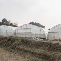 China Tropical Single Span Plastic Shed Greenhouse Agriculture Tunnel Transparent for sale