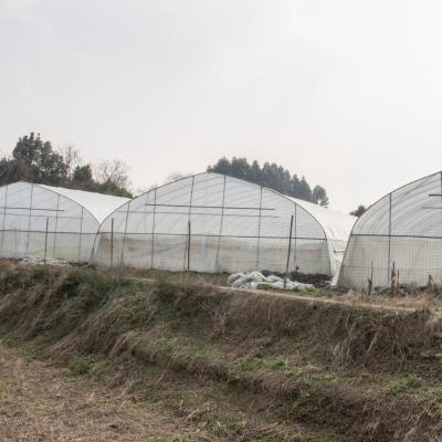 China Tropical Single Span Plastic Shed Greenhouse Agriculture Tunnel Transparent for sale
