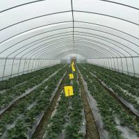 China Plastic Film Low Tunnel Greenhouse Frame Single Span Tomato Cucumber Lettuce for sale