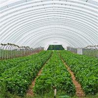 China Hydroponic Metal Frame Tunnel Single Span Greenhouse Agriculture Farming Growing for sale