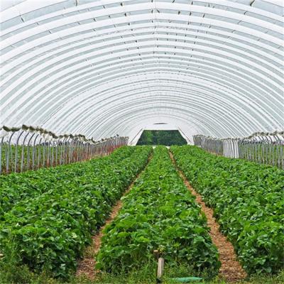China Hydroponic Metal Frame Tunnel Single Span Greenhouse Agriculture Farming Growing for sale