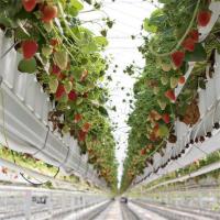 China Strawberry Plant Greenhouse Poly Film Tunnel Arch Plastic Film for sale