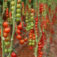 China Side Ventilation System Agricultural Tomato Plastic Tunnel Greenhouse Single Span for sale