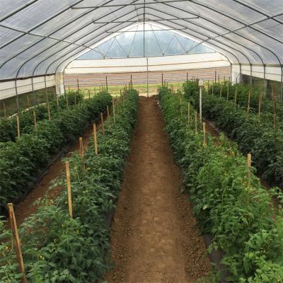 China Hot Dip Galvanized Steel 4m Single Span Tunnel Plastic Greenhouse For Plants Growing for sale
