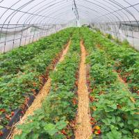 China Outdoor Galvanized Steel Frame Greenhouse Plastic Sheet Film Tunnel Agricultural for sale