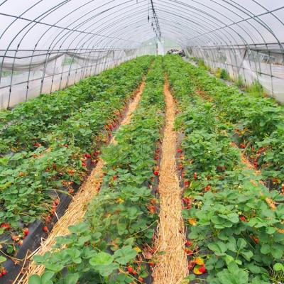China Outdoor Galvanized Steel Frame Greenhouse Plastic Sheet Film Tunnel Agricultural for sale