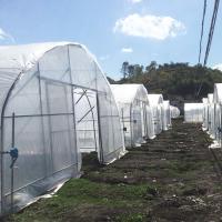 China Customized Tunnel 3 Layer Plastic PE Film Greenhouse Insect Proof for sale