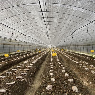 China Side Ventilation Plastic Film Low Tunnel Greenhouse Single Span For Mushroom Growing for sale