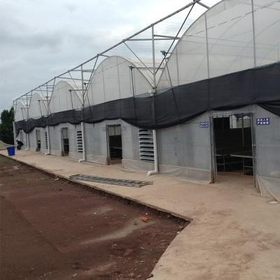 China Rolling Benches Seedling Nursery Multi Span Greenhouses Galvanized Steel for sale