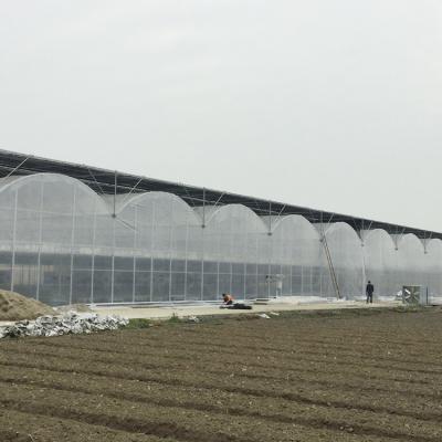 China Inner Shading System Side Ventilation Multi Span Greenhouse Automatic Control for sale