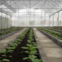 China PE Film Tunnel Multi Span Greenhouse High Large Size Anti UV Multi Span Greenhouse for sale