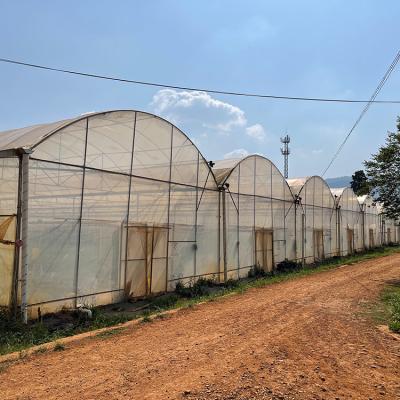 China Plastic Film Multi Span Greenhouse Automated Controlled For Vegetables Growing for sale