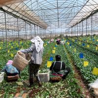China Agriculture Growing System Plastic Film Multi Span Greenhouse For Cultivation for sale