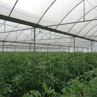 China Agriculture Natural Ventilation Greenhouse Temperature Control Multi Span Greenhouse for sale
