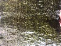China 19x21cm Roasted Yaki Nori Gold Seaweed Sheets with 5% Max Moisture for Sushi and Rice Balls for sale
