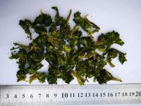 China Natural Dried Broccoli 10x10mm Green Color Max 8% Moisture Carton Packing for B2B Export for sale