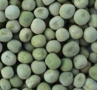 China Food Grade Dried Garden Peas Green Beans Custom Packing 2 Years Shelf Life Max 8% Moisture for sale