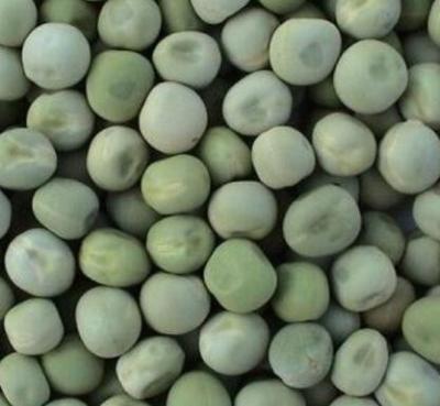 China Food Grade Dried Garden Peas Green Beans Custom Packing 2 Years Shelf Life Max 8% Moisture for sale