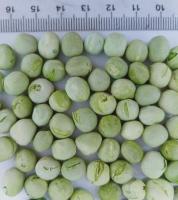 China Dehydrated Green Peas Whole 8% Moisture Max Instant Food Ingredient HALAL FDA for sale