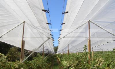 China Durable Hail Net made with 100 percent virgin HDPE material providing hail damage protection for gardens and apple trees for sale
