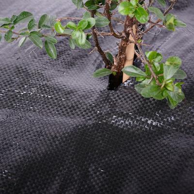 China Black Plastic Weed Mat 2m Wide for sale