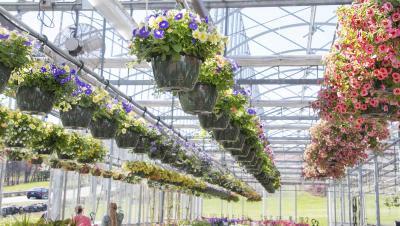 China 85% Polyhouse Greenhouse Shade Net Cover For Agriculture Plants  inside for sale