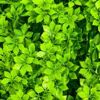 China Factory Directly Supply Good Price Artificial Rubberized Wall Plants Outdoor Grass Green Wall For Indoor And Outdoor Decoration for sale