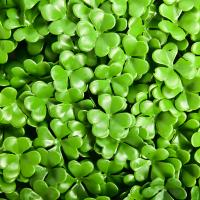 China China Design Wholesale Boxwood Panels Hedge Artificial Plant Grass Wall Artificial Plant Blanket Wall for sale