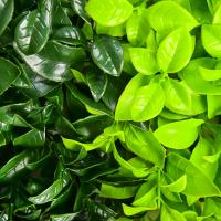 China China Manufacturer Factory Price Uv Artificial Plant Moss Vine Wall Artificial Plants Hanging Plant Wall for sale