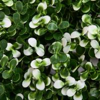 China New Arrival Best Prices Artificial Wall Hanging Plant Green Grass Wall Artificial Plants And Flowers Grass Wall Backdrop for sale